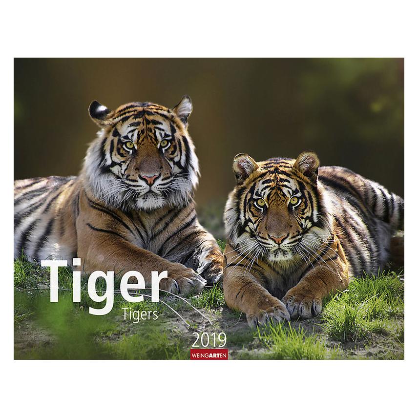 KV&H Tiger - Kalender 2019 - kaufen bei Digitec