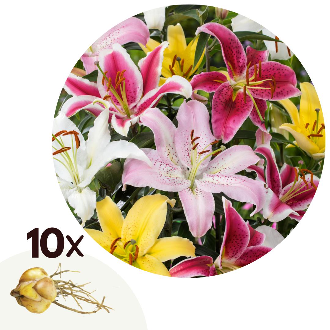 Plant in a Box Lilium orientalis mix - 10er-Set Lilie - Galaxus